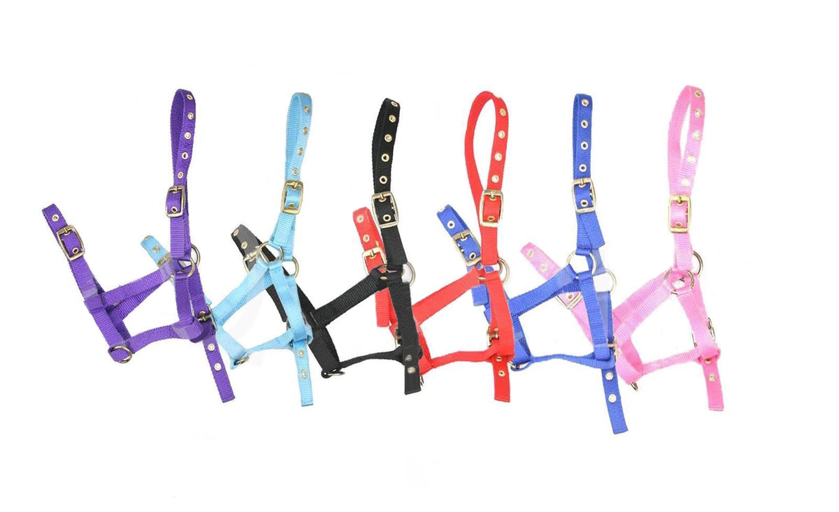 Nylon Mini Foal Slip & Foal Head Collars – Horse Specialities